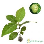 Jual Tanaman Mengkudu (Indian Mulberry) - BibitBunga.com