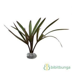 Jual Tanaman Palem Anggur Merah - BibitBunga.com