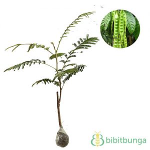 Jual Tanaman Petai (Pete) - BibitBunga.com