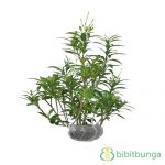 Jual Tanaman Rombusa Mini - BibitBunga.com