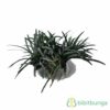 Jual Tanaman Rumput Kucai Mini (Dwarf Mondo Grass) - BibitBunga.com