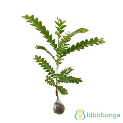 Jual Tanaman Seligi - BibitBunga.com