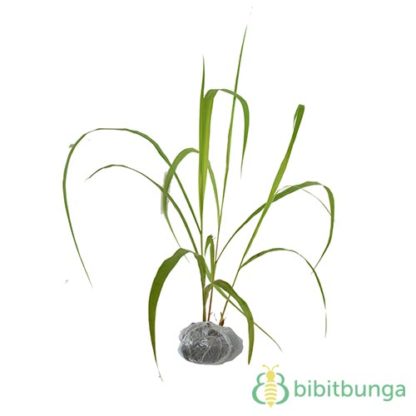 Tanaman Serai Wangi / Serai Merah / Serai Minyak - BibitBunga.com