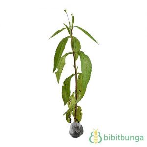 Jual Tanaman Urang Aring (False Daisy) - BibitBunga.com