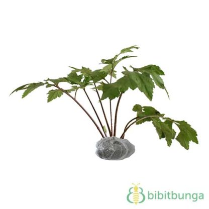 Tanaman Valerian Hutan