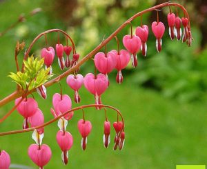 Legenda Bunga Bleeding Heart - BibitBunga.com