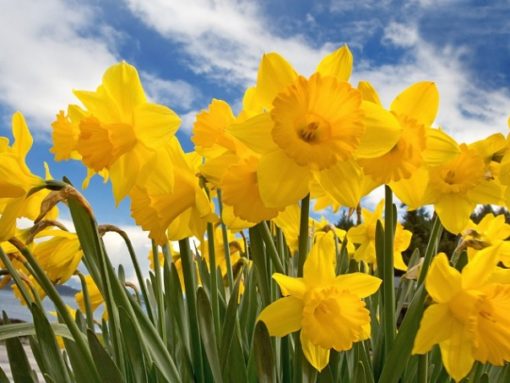 Jenis Bunga Berdasarkan Bulan Lahir - BibitBunga.com