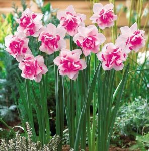 Arti Bunga Daffodil dan Ciri-Ciri Bunganya - BibitBunga.com