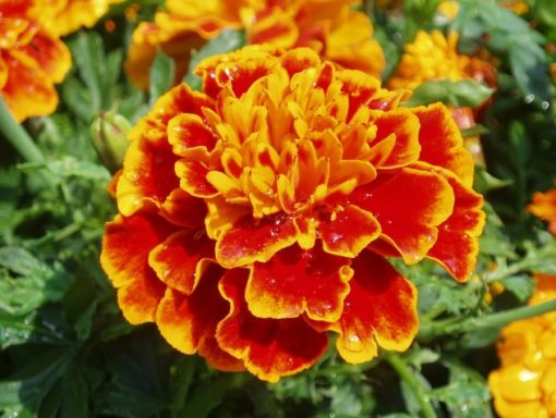 Jenis Bunga Berdasarkan Bulan Lahir - BibitBunga.com