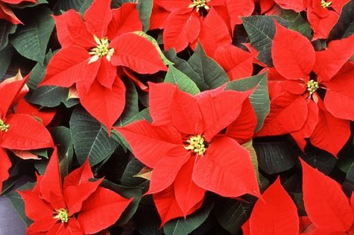 Jenis Bunga Berdasarkan Bulan Lahir - BibitBunga.com