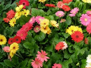 Arti dan Makna Bunga Daisy - BibitBunga.com