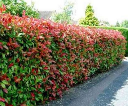 Cara Stek Pucuk Merah - BibitBunga.com
