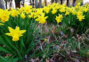 Arti Bunga Daffodil dan Ciri-Ciri Bunganya - BibitBunga.com