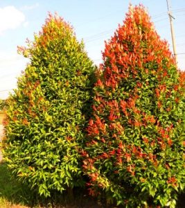 Cara Stek Pucuk Merah - BibitBunga.com