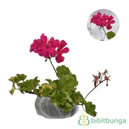 Tanaman Geranium Fuchsia Pink - BibitBunga.com