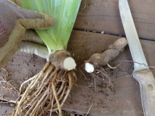 Manfaat dan Khasiat Bunga Iris Untuk Kesehatan - BibitBunga.com