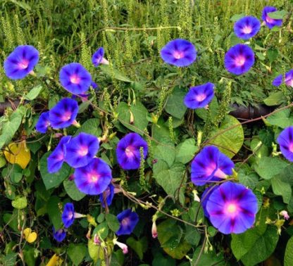 Arti dan Makna Bunga Morning Glory - BibitBunga.com