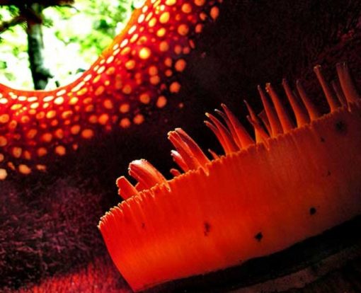 Ciri-ciri Bunga Rafflesia arnoldii - BibitBunga.com