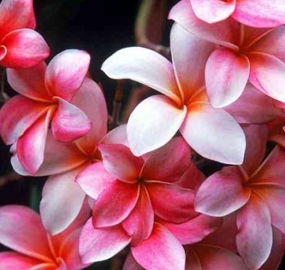 Klasifikasi dan Ciri-Ciri Tanaman Kamboja (Plumeria) - BibitBunga.com