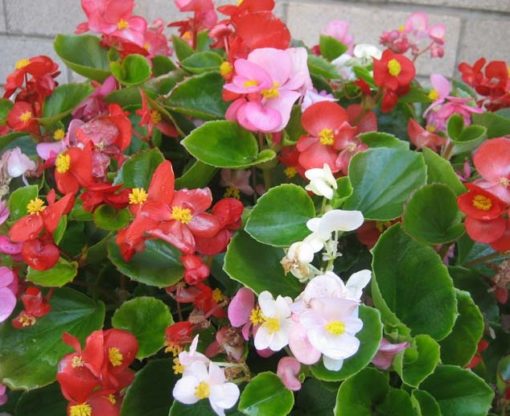 8 Jenis Tanaman Hias Begonia yang Perlu Anda Ketahui