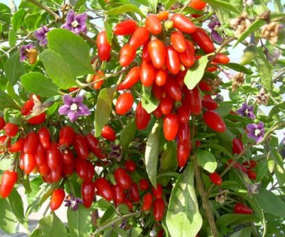 Mengenal Buah Goji Berry yang Bermanfaat - BibitBunga.com