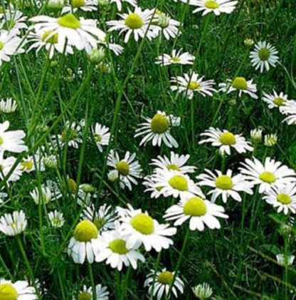 Cara Menanam Bunga Chamomile dari Biji - BibitBunga.com