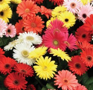 Cara Menanam Gerbera dari Biji - BibitBunga.com