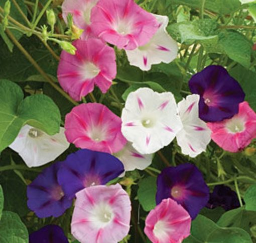 Cara Mudah Menanam Morning Glory dari Biji - BibitBunga.com