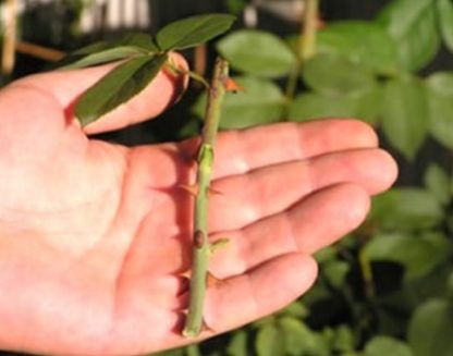 Cara Menanam Bunga Mawar dengan Stek Batang di Pot - BibitBunga.com