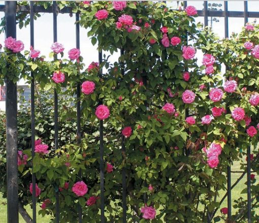 Cara Menanam Mawar Rambat (Climbing Rose) - BibitBunga.com