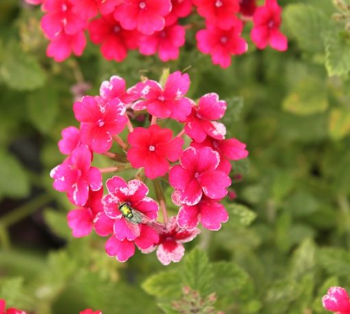 Cara Menanam dan Memelihara Bunga Verbena dari Biji - BibitBunga.com