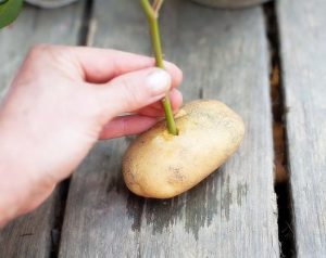 Cara Menanam Bunga Mawar dengan Stek Batang di Pot - BibitBunga.com