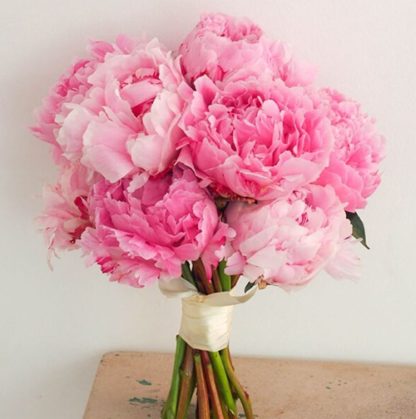 Arti, Makna, dan Fakta Menarik Bunga Peony - BibitBunga.com