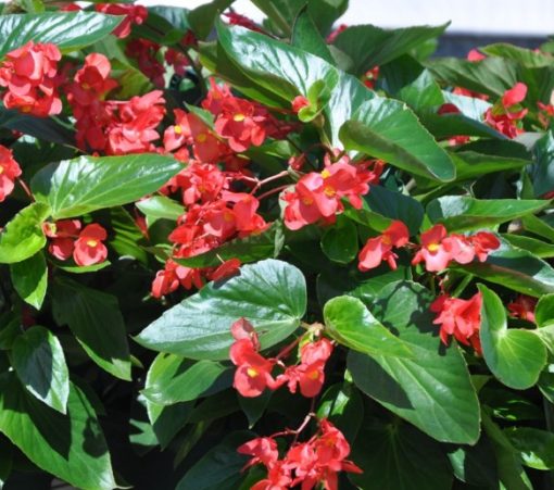 8 Jenis Tanaman Hias Begonia yang Perlu Anda Ketahui