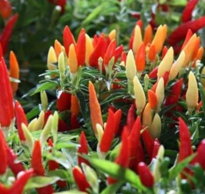 Cara Menanam Cabe Rawit Merah dari Biji - BibitBunga.com