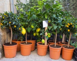 18 Tanaman Buah Yang Bisa Ditanam di Pot Kecil - BibitBunga.com