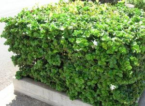 Mengenal Buah Natal Plum (Carissa macrocarpa) - BibitBunga.com