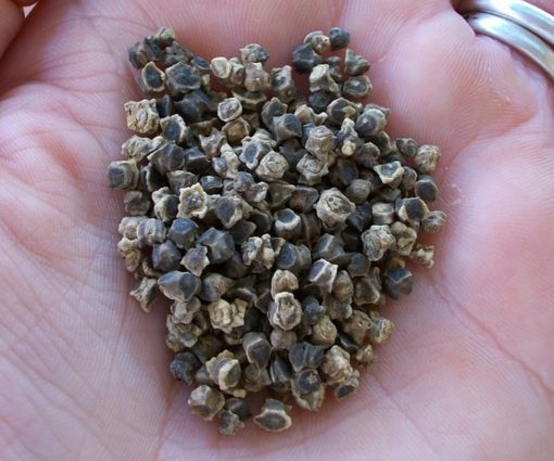 Cara Menanam Bit Merah (Beetroot) dari Biji - BibitBunga.com