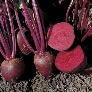 Cara Menanam Bit Merah (Beetroot) dari Biji - BibitBunga.com