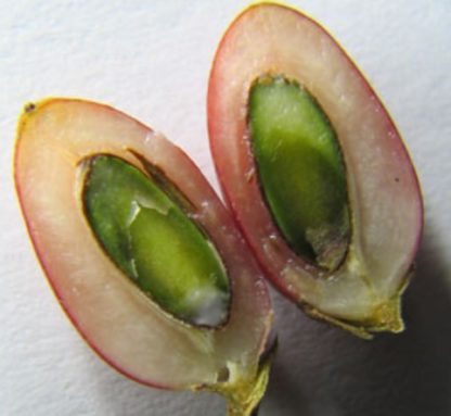 Mengenal Buah Ajaib Miracle Fruit - BibitBunga.com