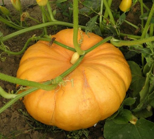 Kandungan Gizi dan Manfaat Labu Kuning Bagi Kesehatan - BibitBunga.com