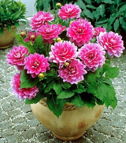 Cara Menanam Bunga Dahlia Dari Biji - BibitBunga.com