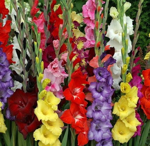 Cara Budidaya Tanaman Hias Gladiol yang Benar