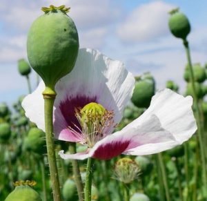 Bunga Poppy di Indonesia: Cantik tapi Perlu Waspada - BibitBunga.com