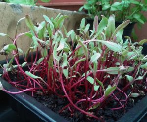 Cara Menanam Bit Merah (Beetroot) dari Biji - BibitBunga.com