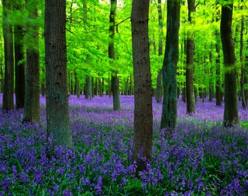 Ciri-ciri Bunga Bluebells (Si Lonceng Biru) - BibitBunga.com