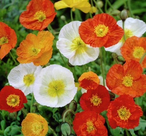 Bunga Poppy di Indonesia: Cantik tapi Perlu Waspada - BibitBunga.com