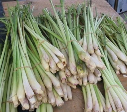 Tanaman Serai Wangi / Serai Merah / Serai Minyak - BibitBunga.com