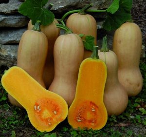 Cara Budidaya Labu Madu (Butternut Squash) - BibitBunga.com