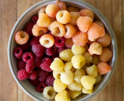 Kandungan dan Manfaat Buah Raspberry Bagi Kesehatan - BibitBunga.com